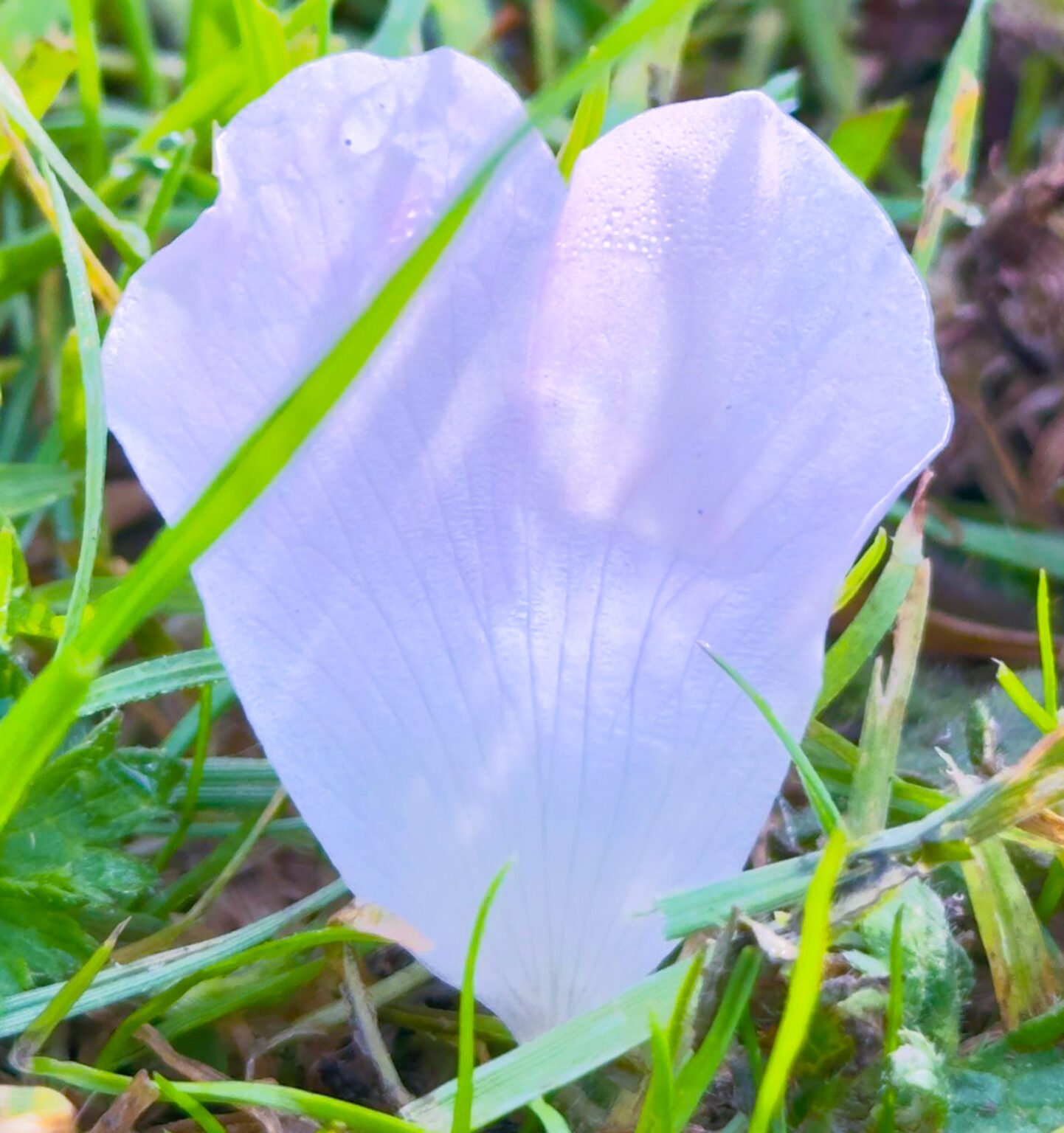 Rose shortbread • Herbsnhealth